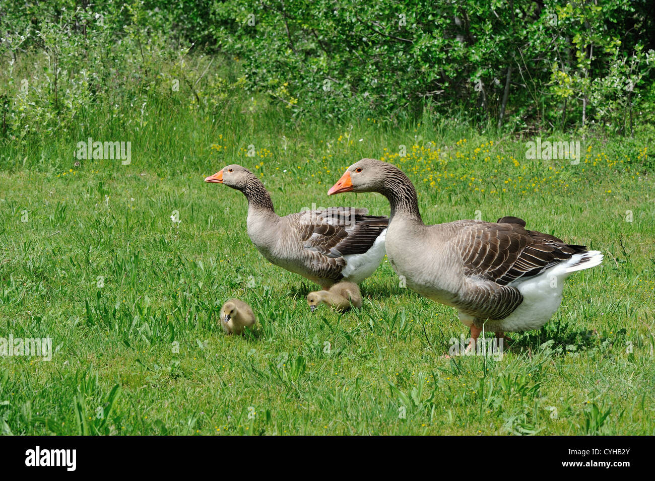 Toulouse geese hi-res stock photography and images - Alamy