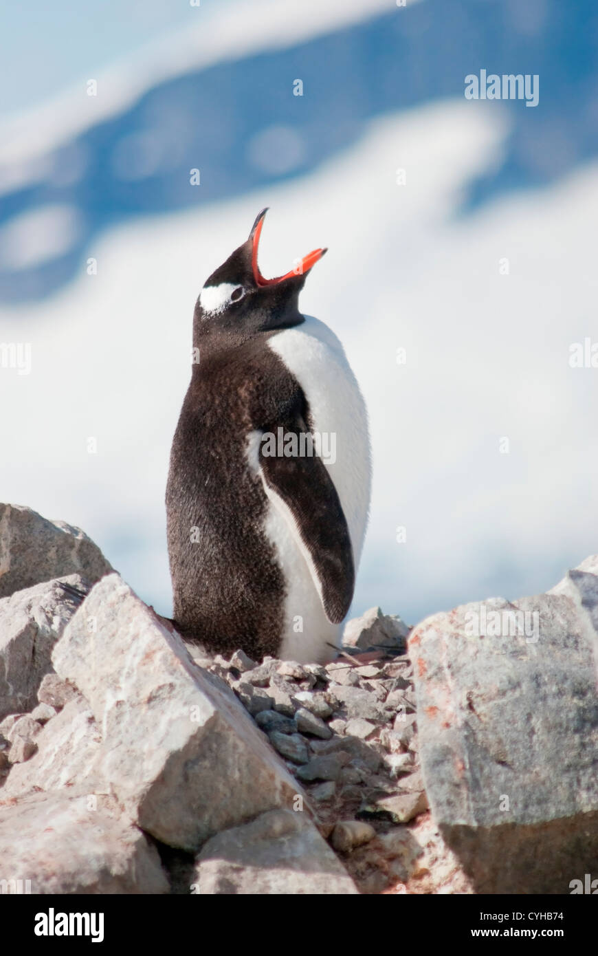 Gentoo penguin calling Stock Photo - Alamy