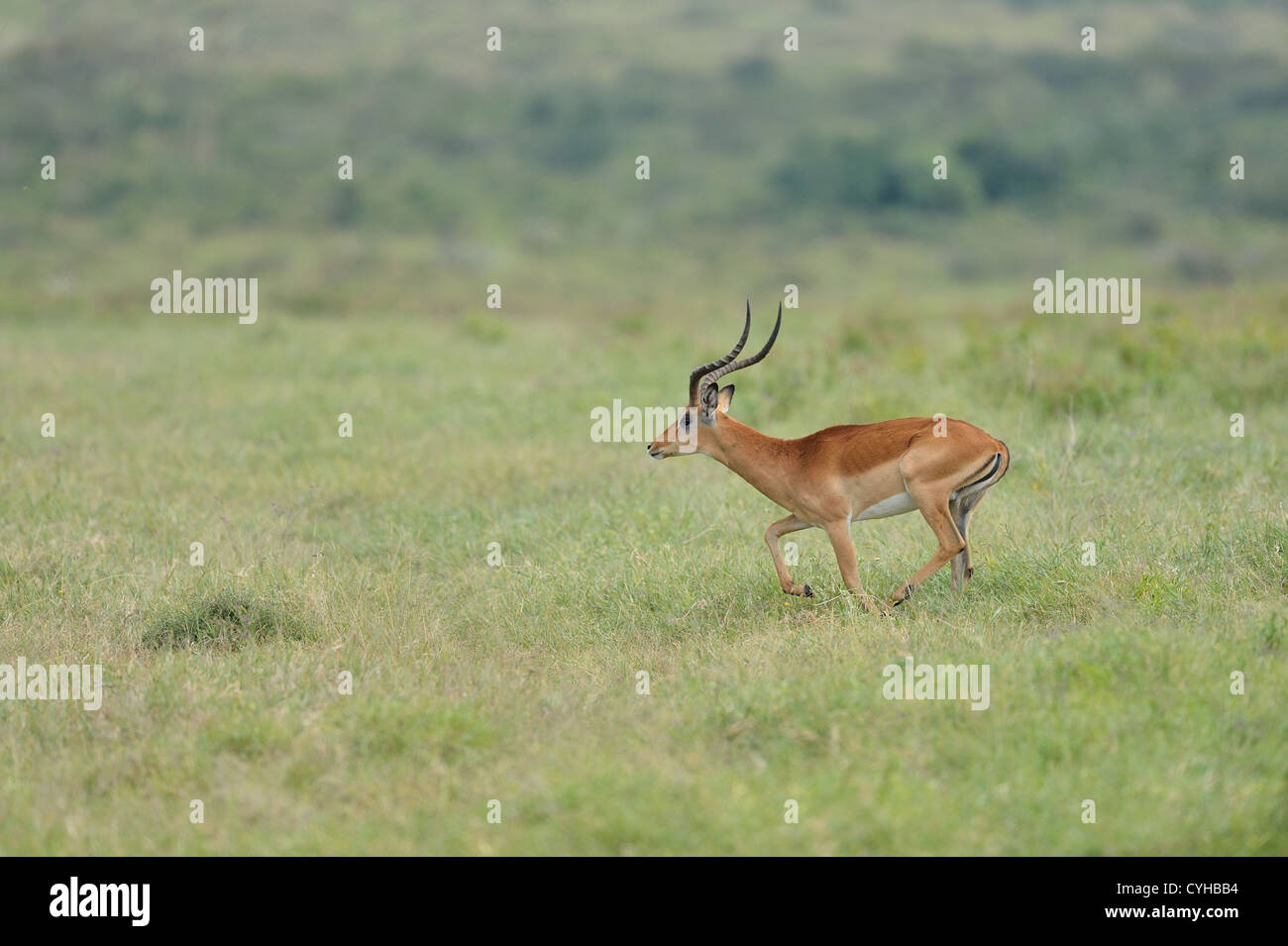 Impala (Aepyceros melampus melampus) male running Maasai Mara NP ...