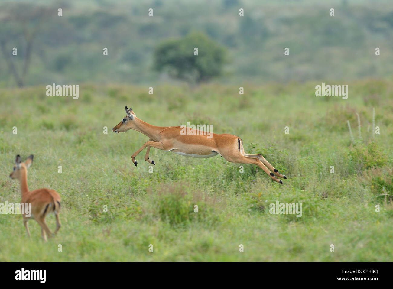 Impala (Aepyceros melampus melampus) female running Maasai Mara NP ...