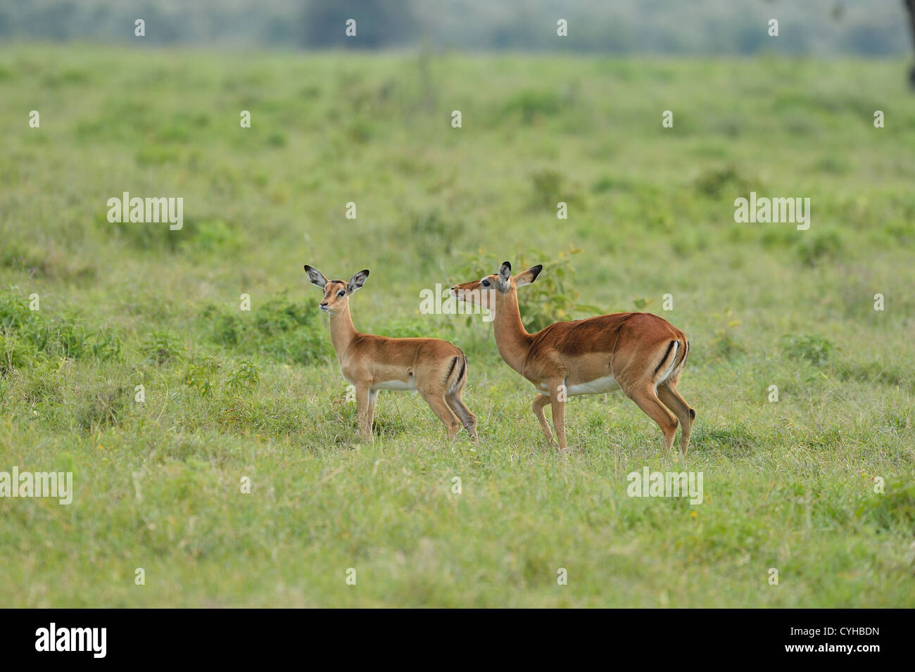Impala (Aepyceros melampus melampus) female and young standing in the ...
