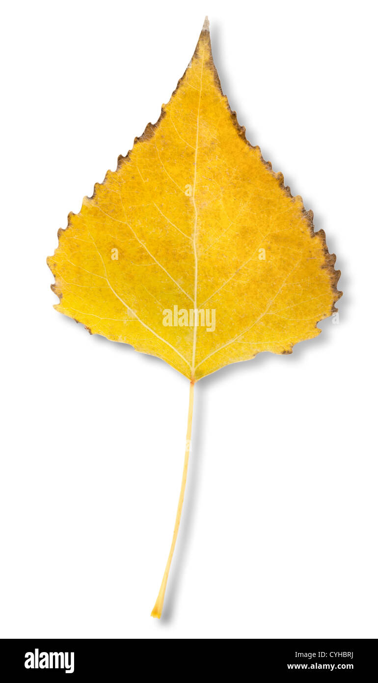 Birch leaf isolated on a white background. Clipping Path Stock Photo ...