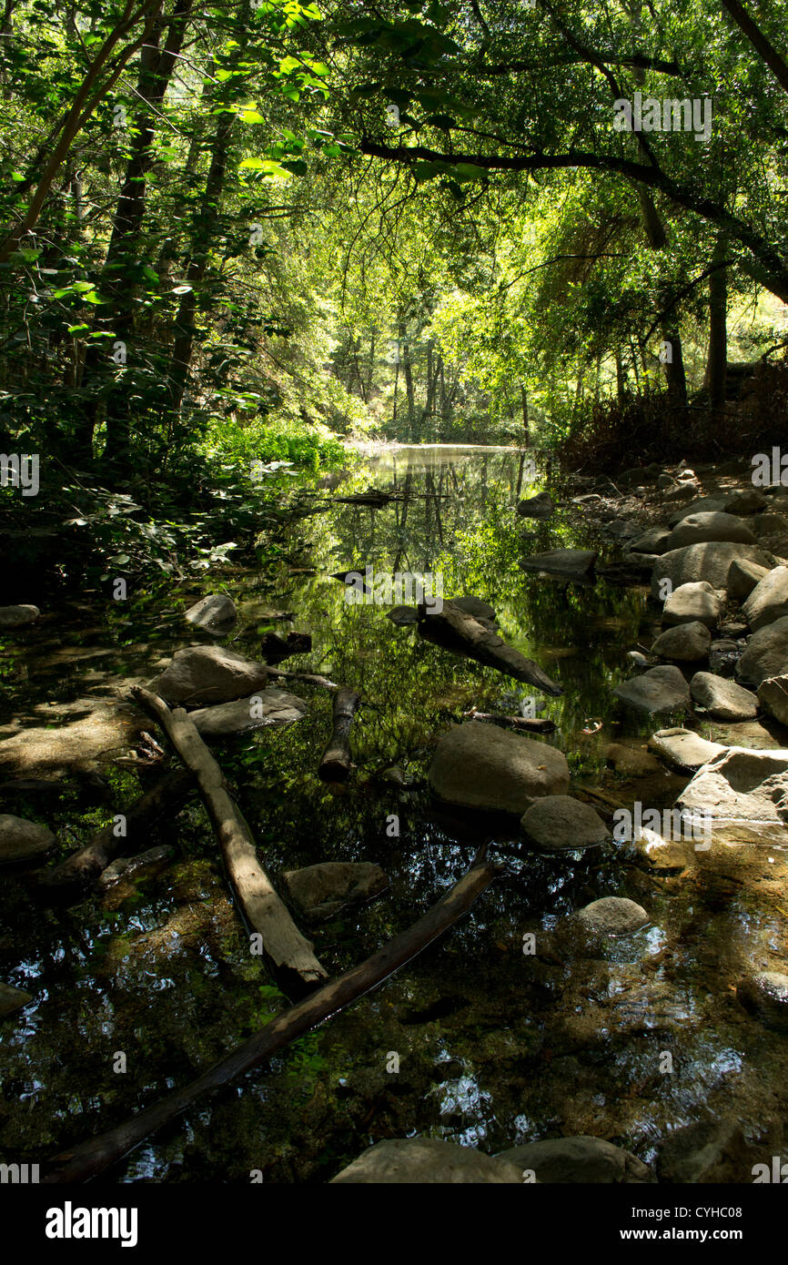 calm stream through a forest Stock Photo - Alamy