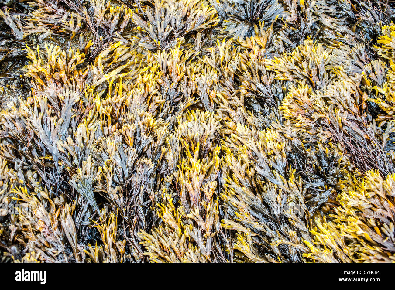 Seaweed and vegetation on rocky coast of Maine Stock Photo - Alamy