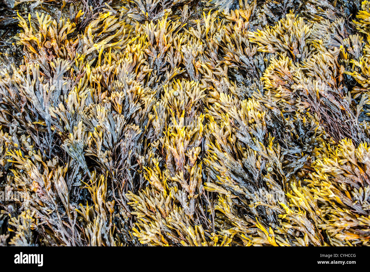 Seaweed and vegetation on rocky coast of Maine Stock Photo - Alamy