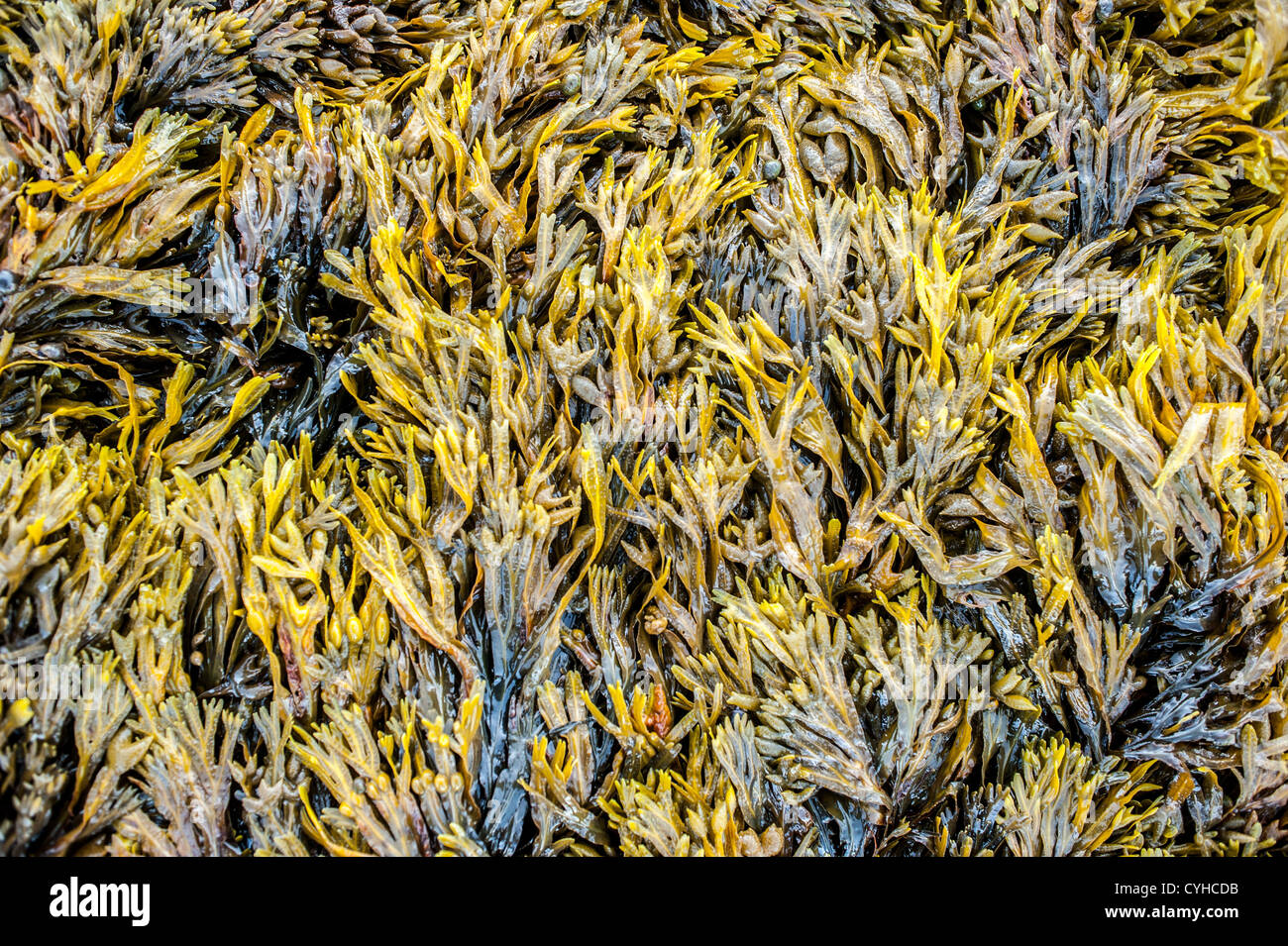 Seaweed and vegetation on rocky coast of Maine Stock Photo - Alamy
