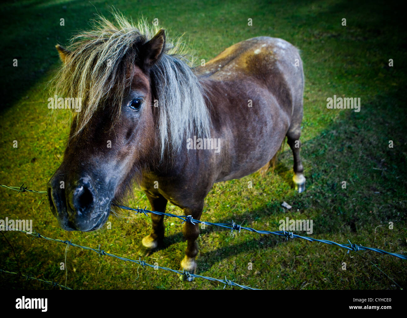 Inquisitve horse or pony with a long forelock standing looking over a ...