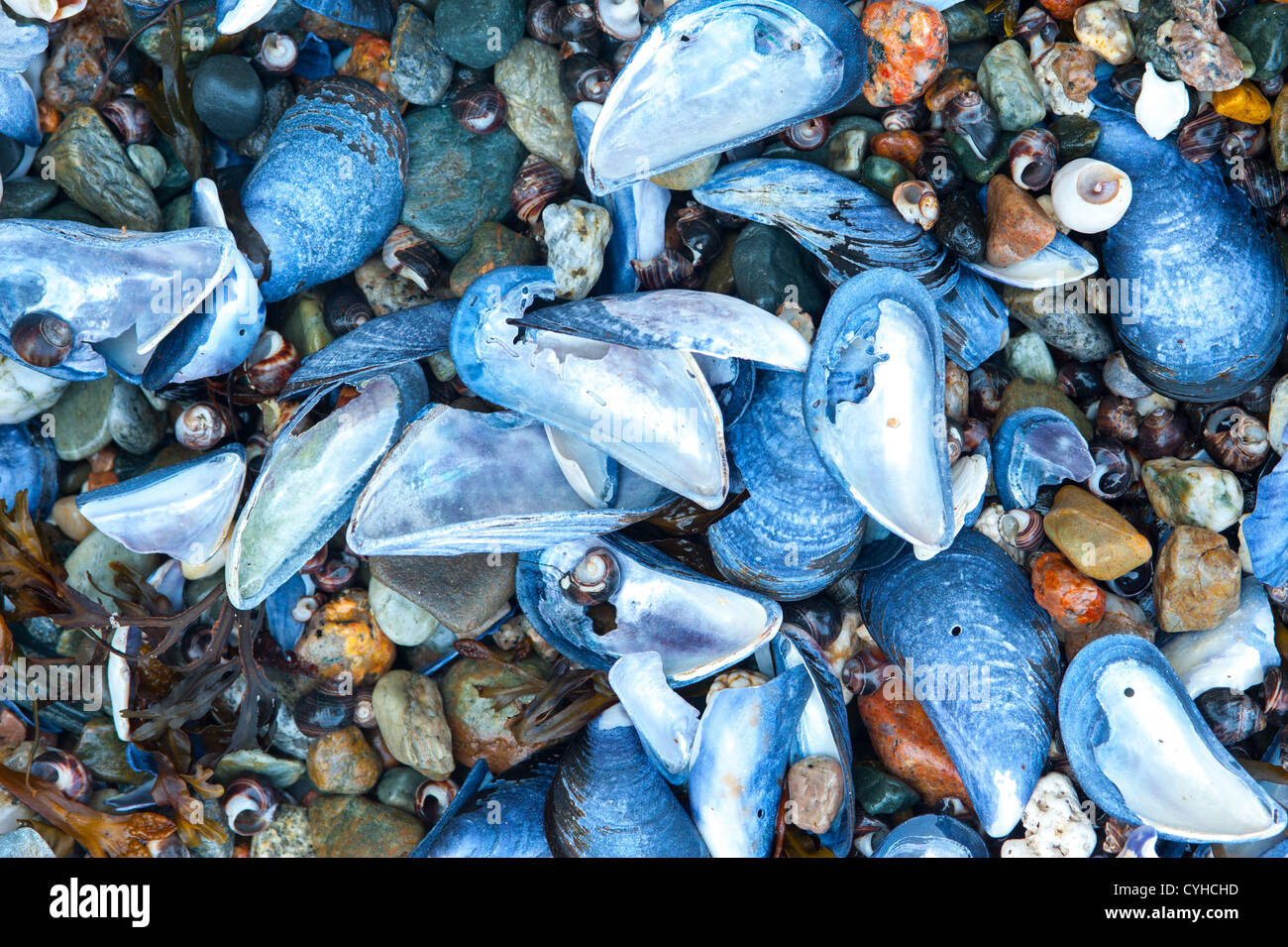 Shore mollusks hi-res stock photography and images - Alamy