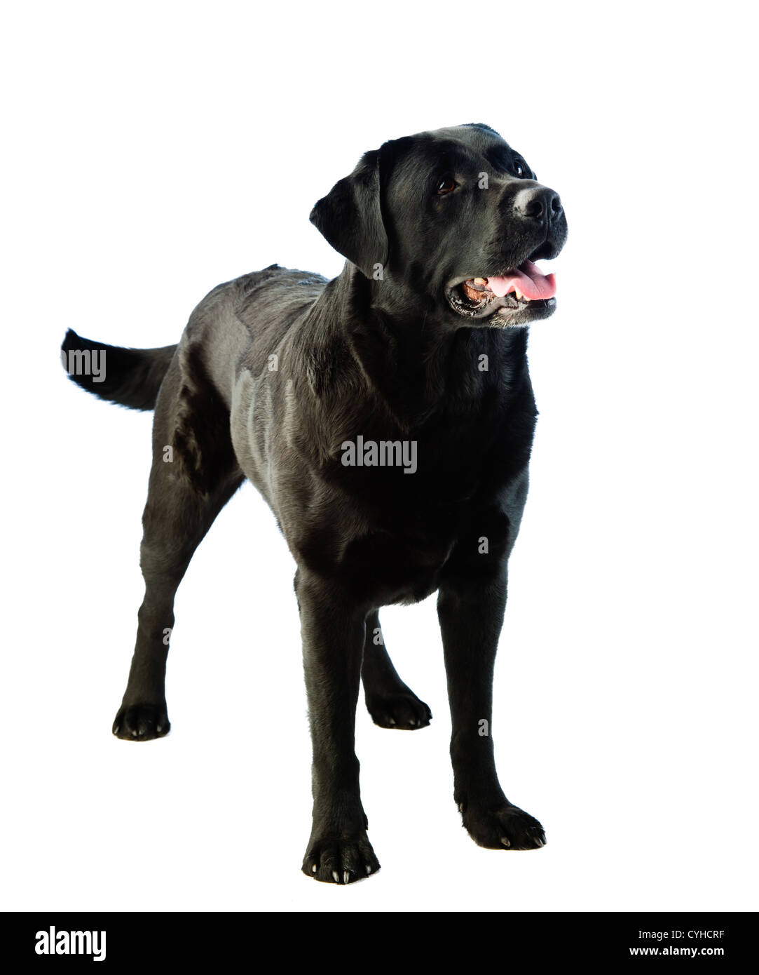 Lab dog Cut Out Stock Images & Pictures - Alamy