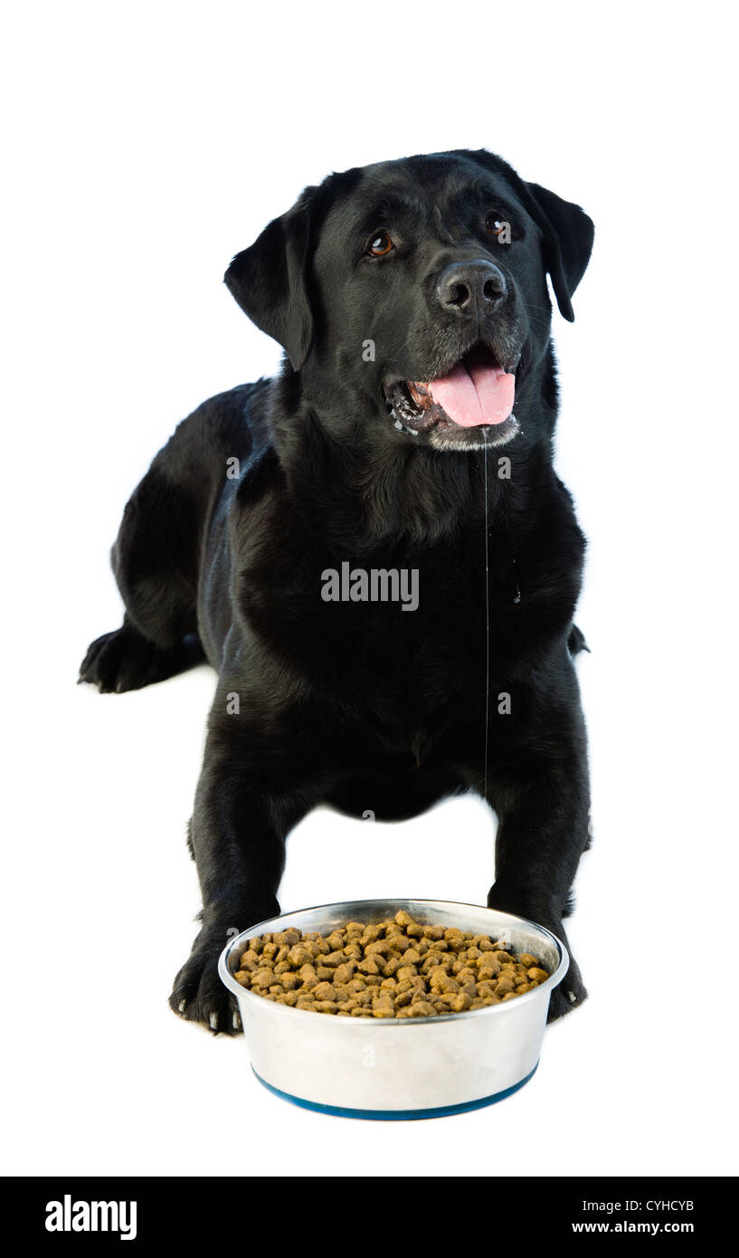 A laying labrador dog waiting a permission at eat Stock Photo - Alamy