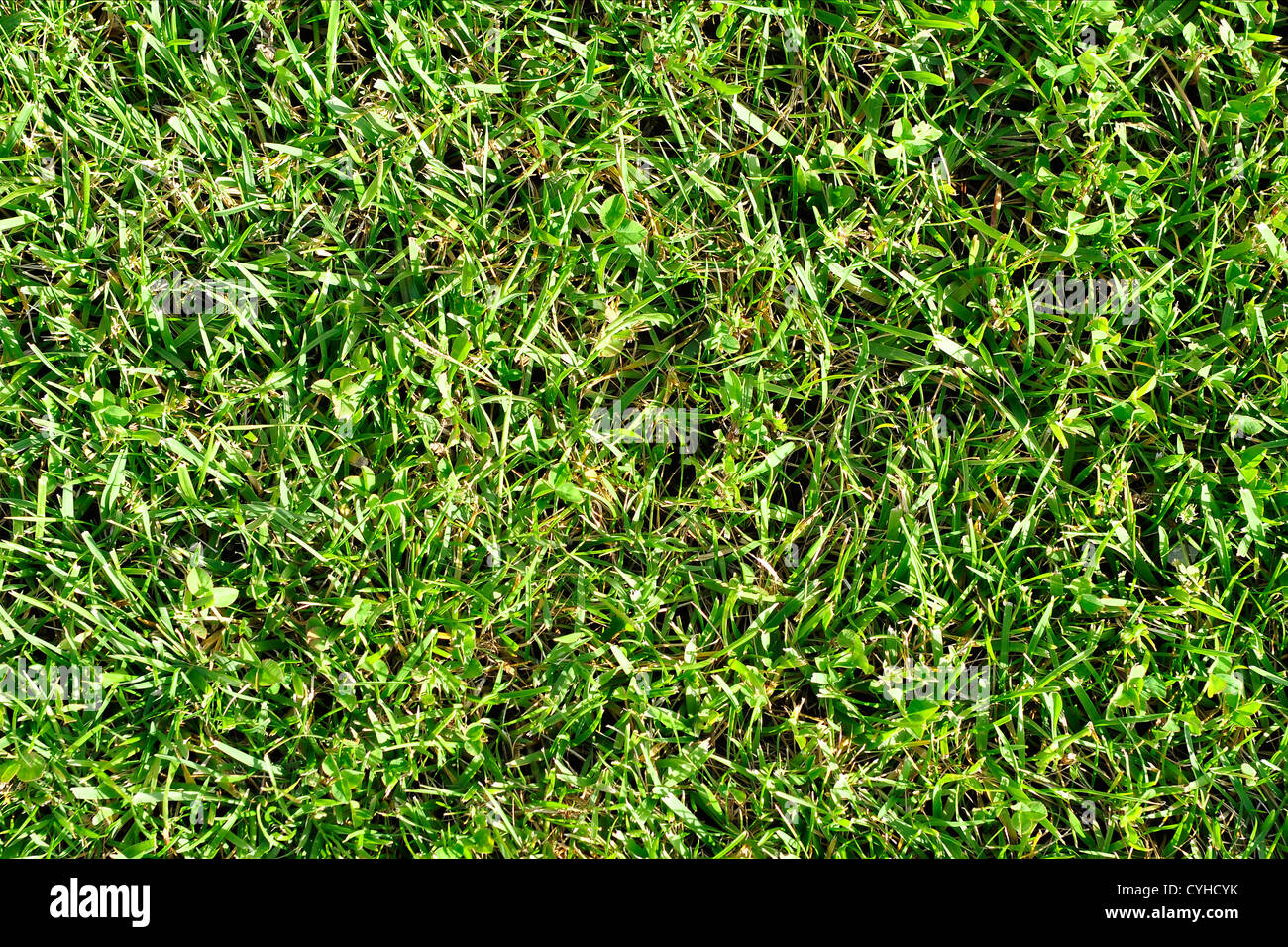 A piece of fresh natural grass that can be used as a texture Stock ...