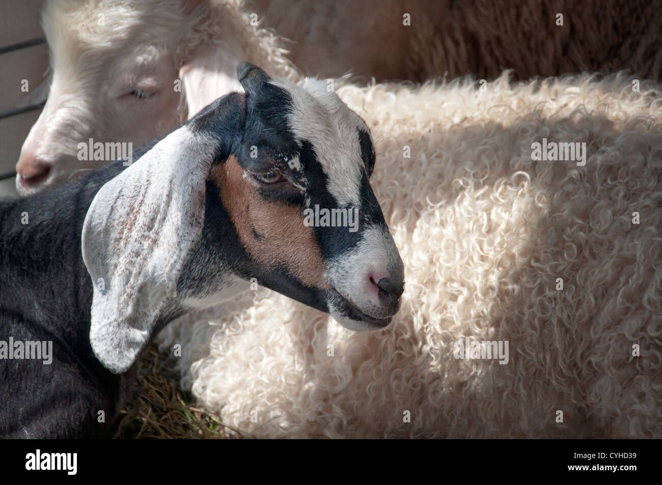 Anatolian Black Goat