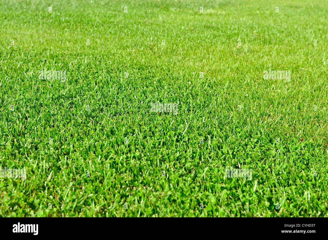 A fresh natural grass field, low depth of field, focus on the middle of ...