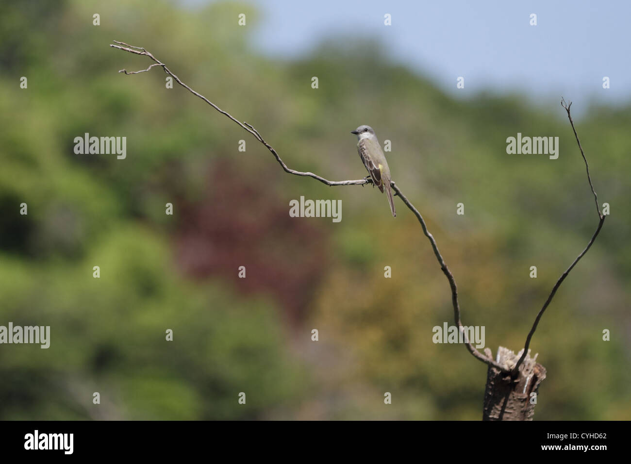 A Western Kingbird (Tyrannus verticalis) sitting on a branch near a ...