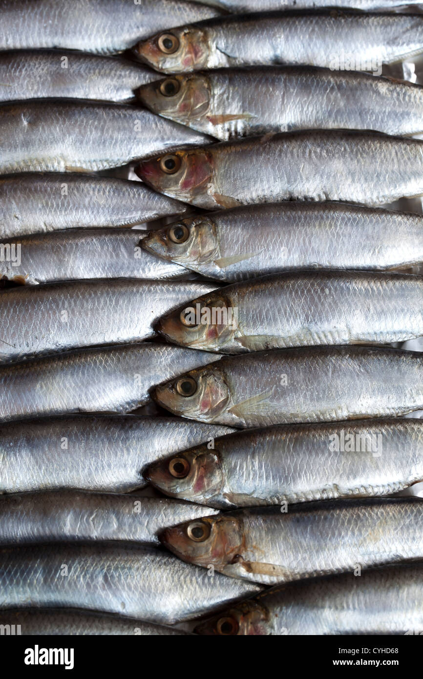 Sprats hi-res stock photography and images - Alamy