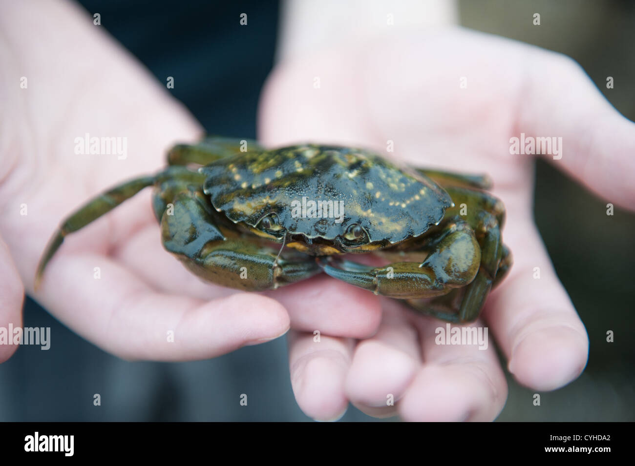 Blue crab hi-res stock photography and images - Alamy