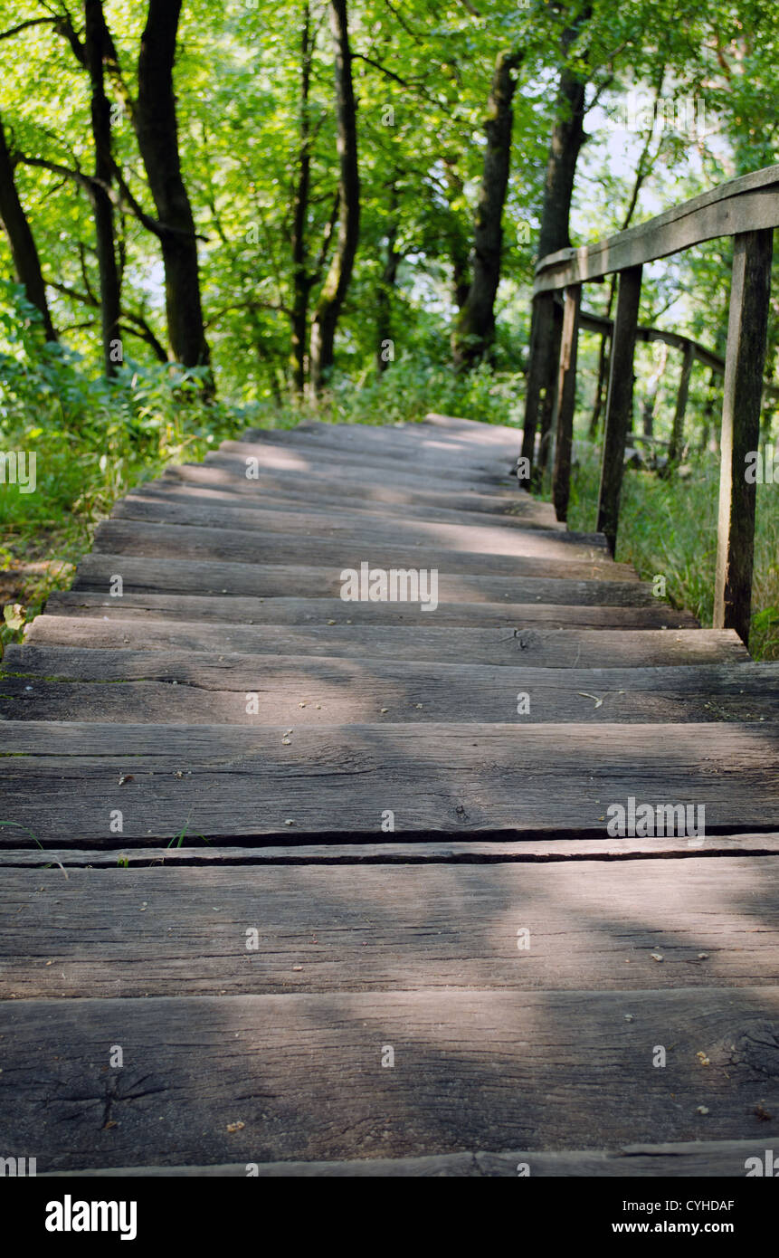 Tree forest nature staircase steps hi-res stock photography and images ...