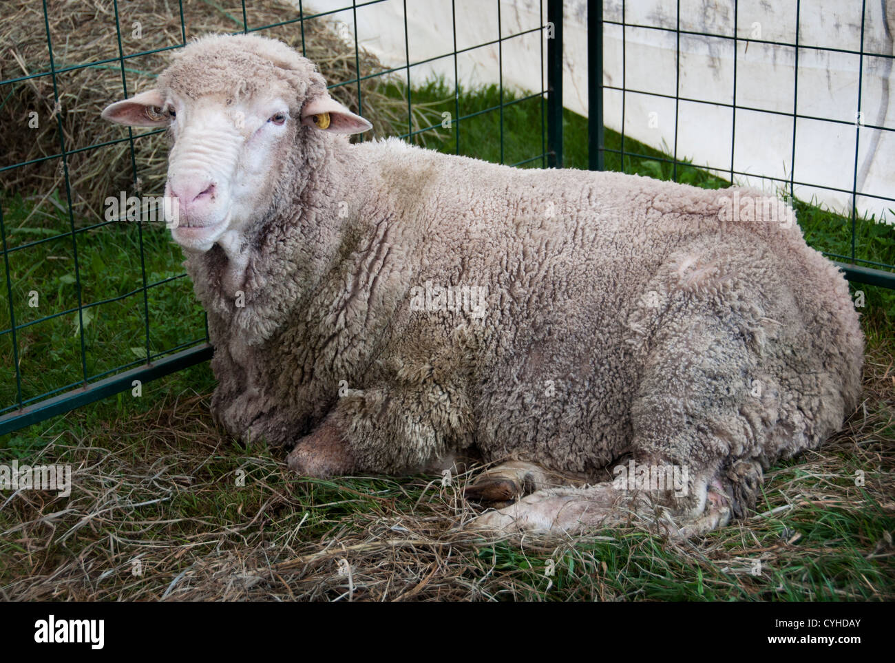 Sheep sitting hi-res stock photography and images - Alamy
