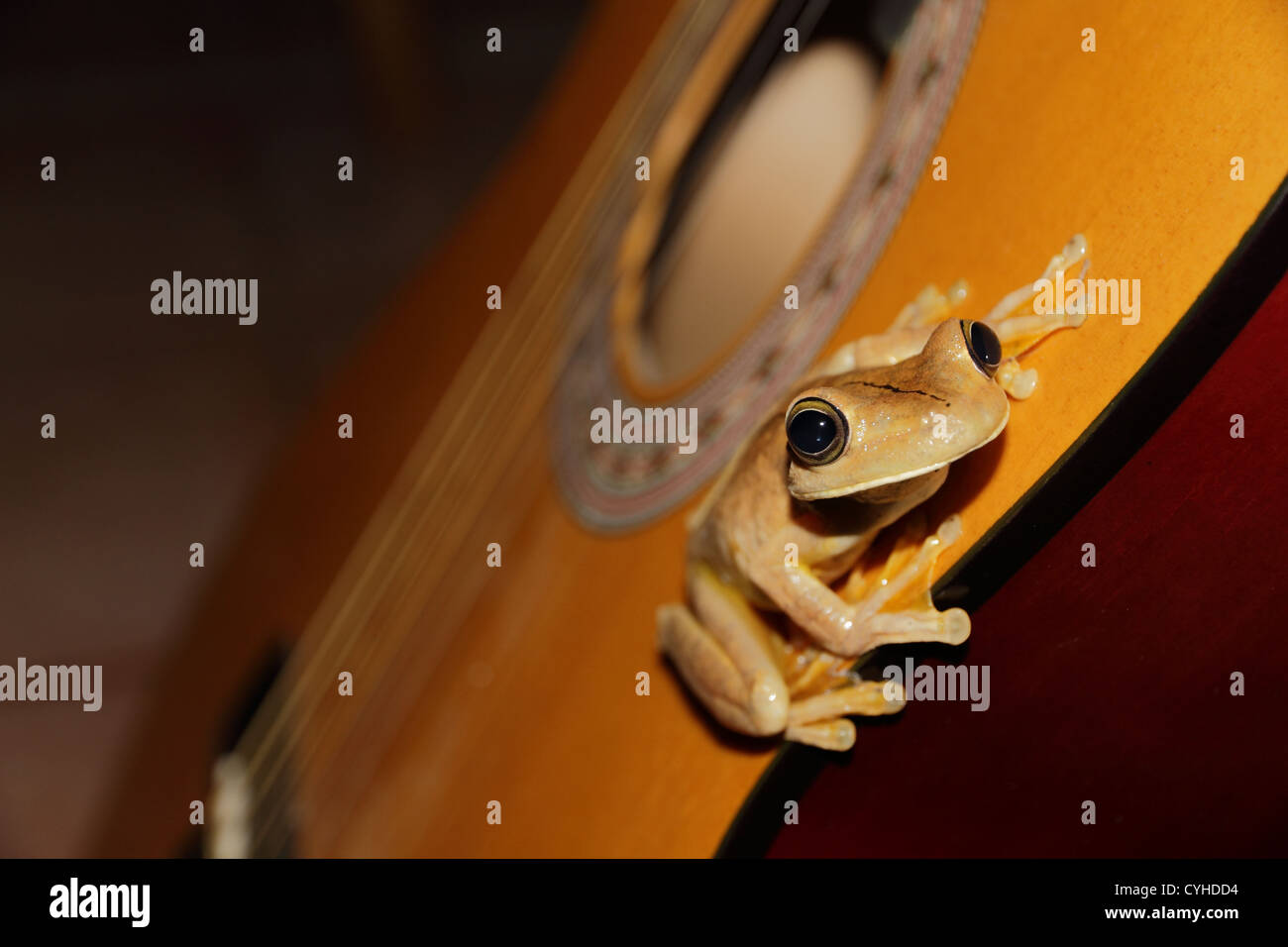 A Gladiator Tree Frog (Hypsiboas rosenbergi) clinging on to an acoustic ...