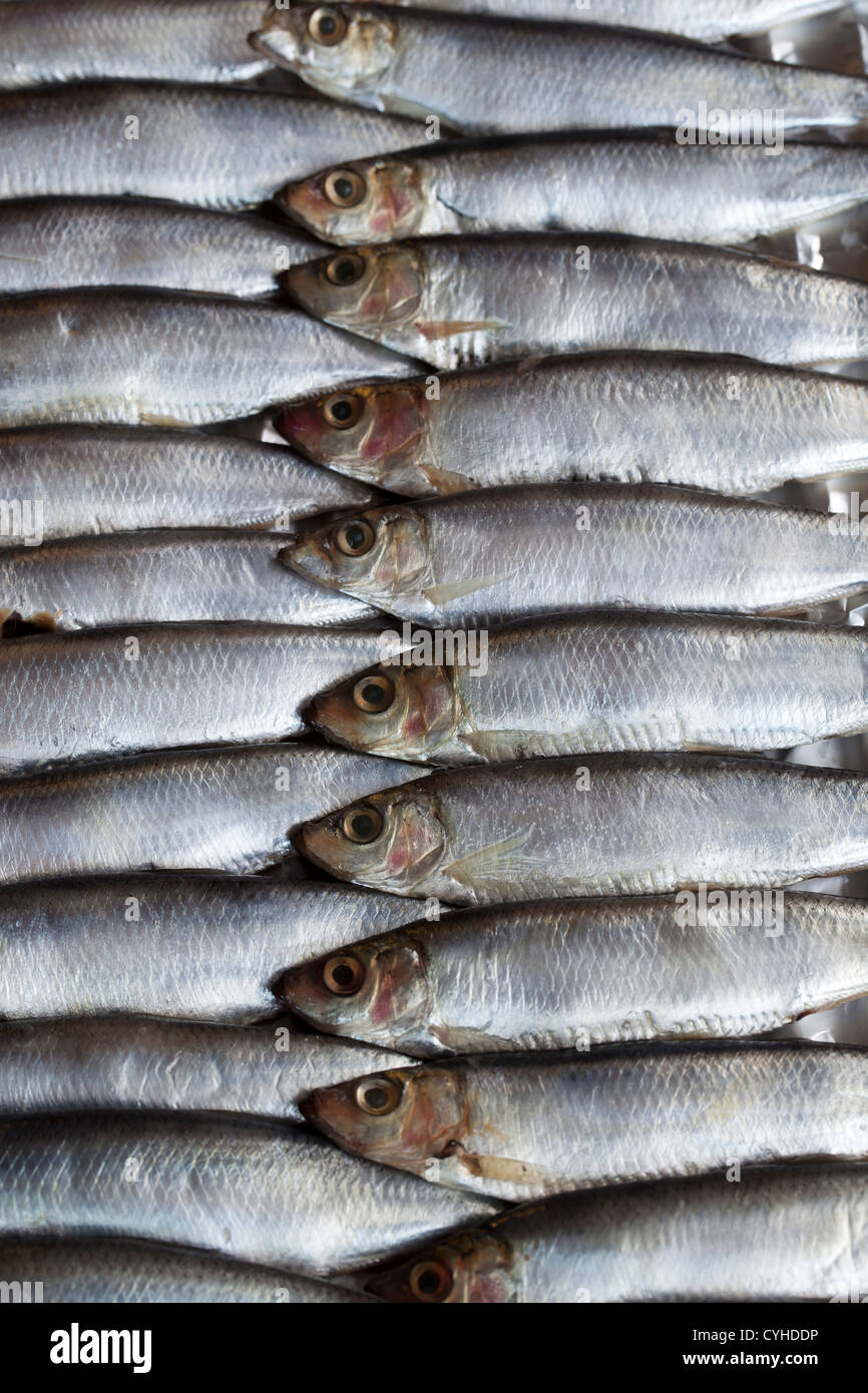 Sprats raw hi-res stock photography and images - Alamy