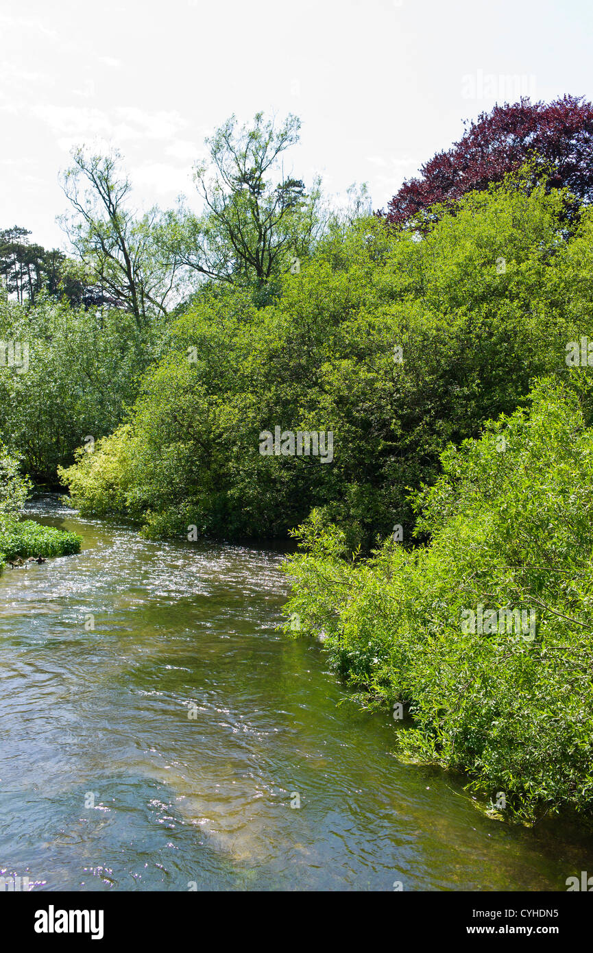 The River Test, a world renowned chalk stream at Wherwell, Hampshire ...
