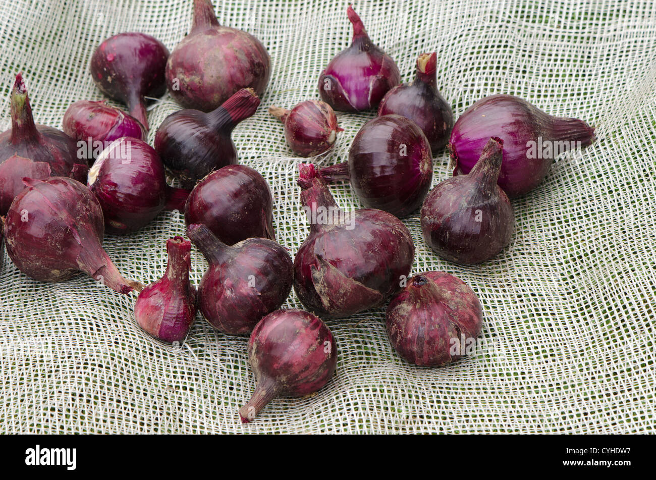 Red onion harvesting. Vegetable dry on white net. Healthy natural ...