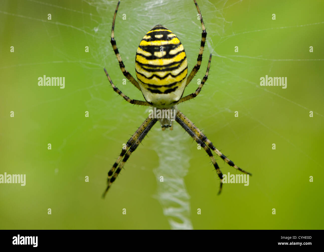 Yellow stripe spider High Resolution Stock Photography and Images - Alamy