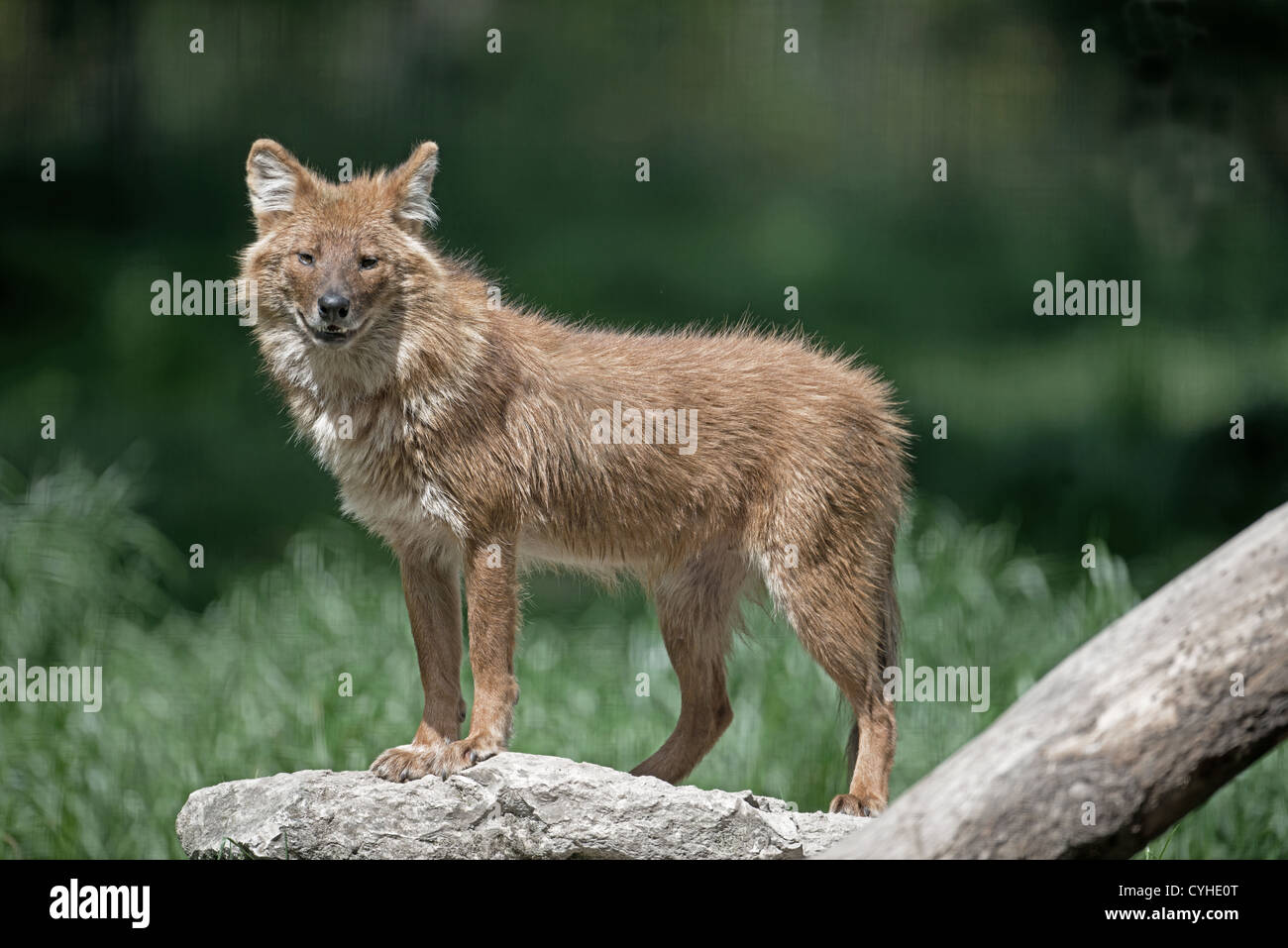 Dhole Vs Wolf