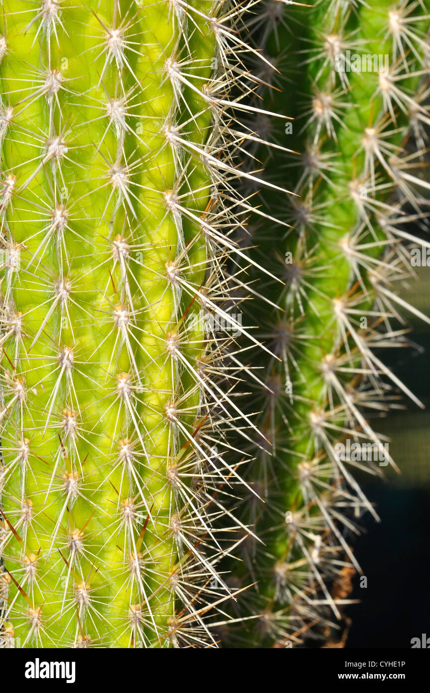 Close up of a cactus with big spikes Stock Photo - Alamy
