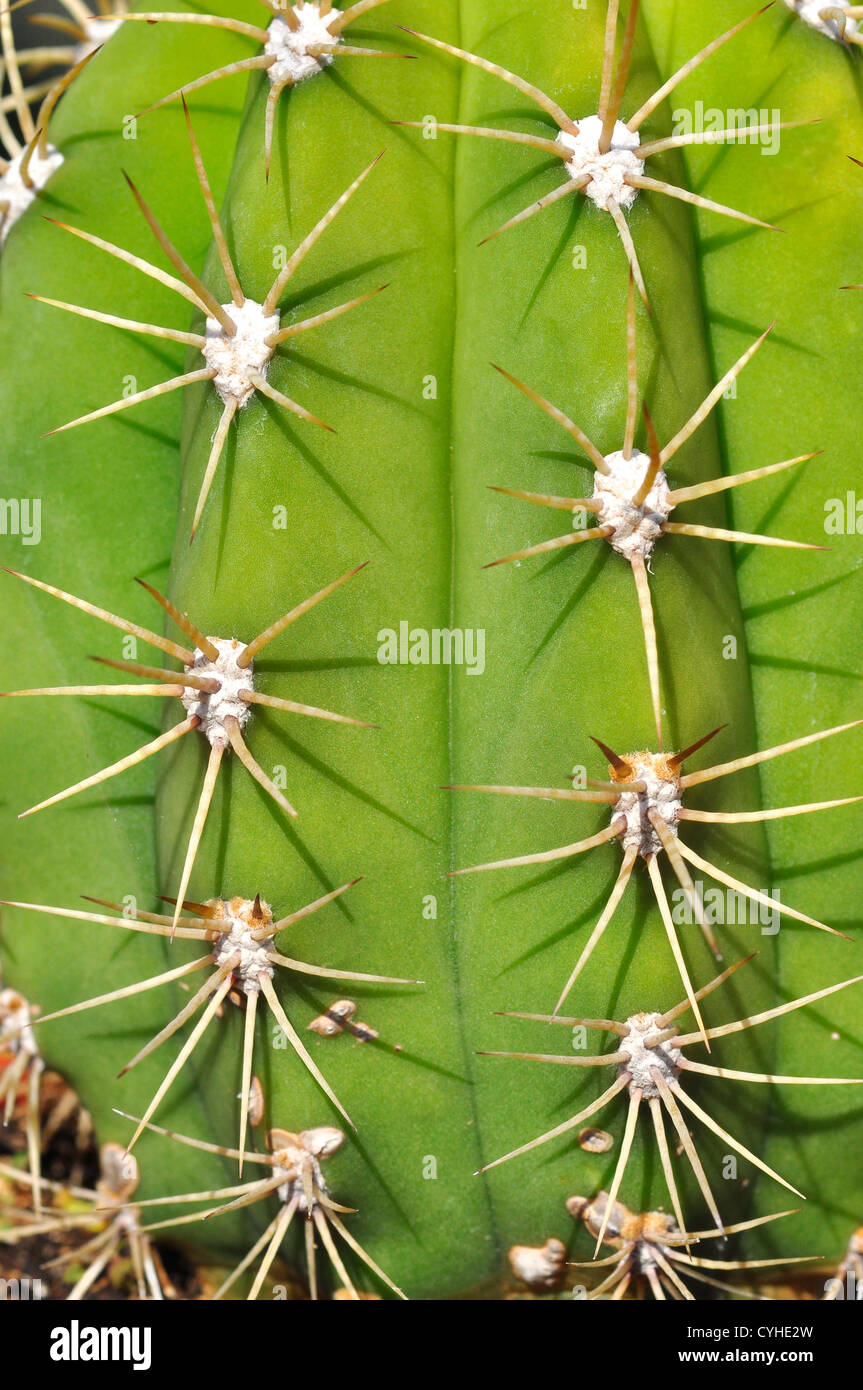 Big spikes hi-res stock photography and images - Alamy