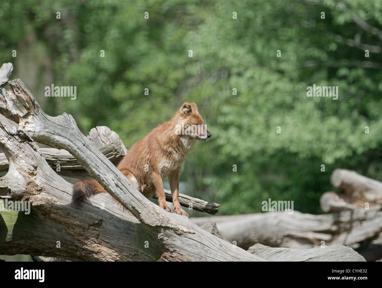 Indian wild dog hi-res stock photography and images - Alamy