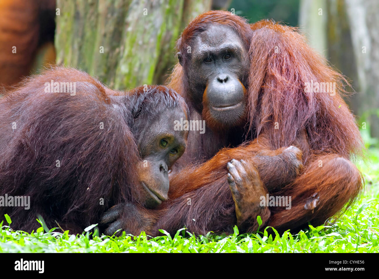 Orangutan in the jungle in Borneo, Malaysia Stock Photo - Alamy