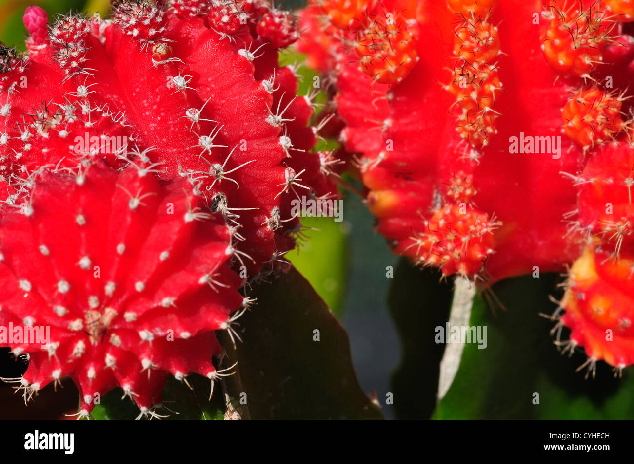 Close up of a red cactus with spikes Stock Photo - Alamy