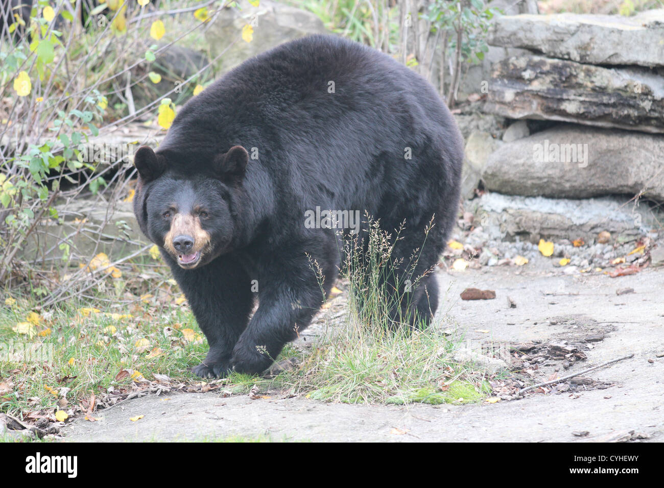 American Black bear walking head on Stock Photo - Alamy