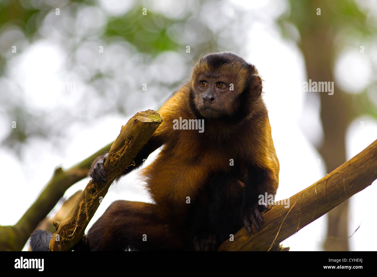 Brown Capuchin Monkey in the Brazilian forest Stock Photo - Alamy