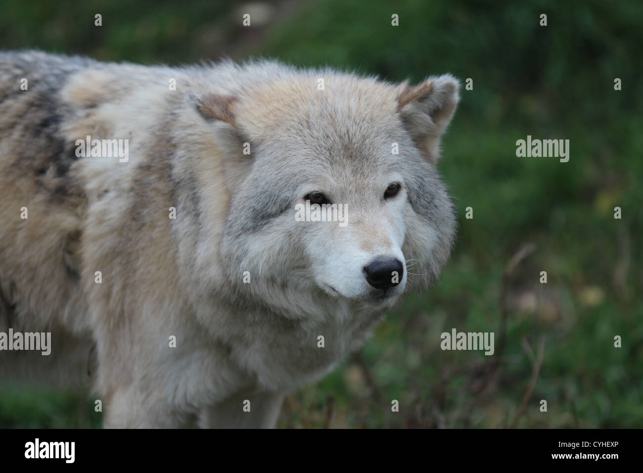 North american grey wolf face hi-res stock photography and images - Alamy