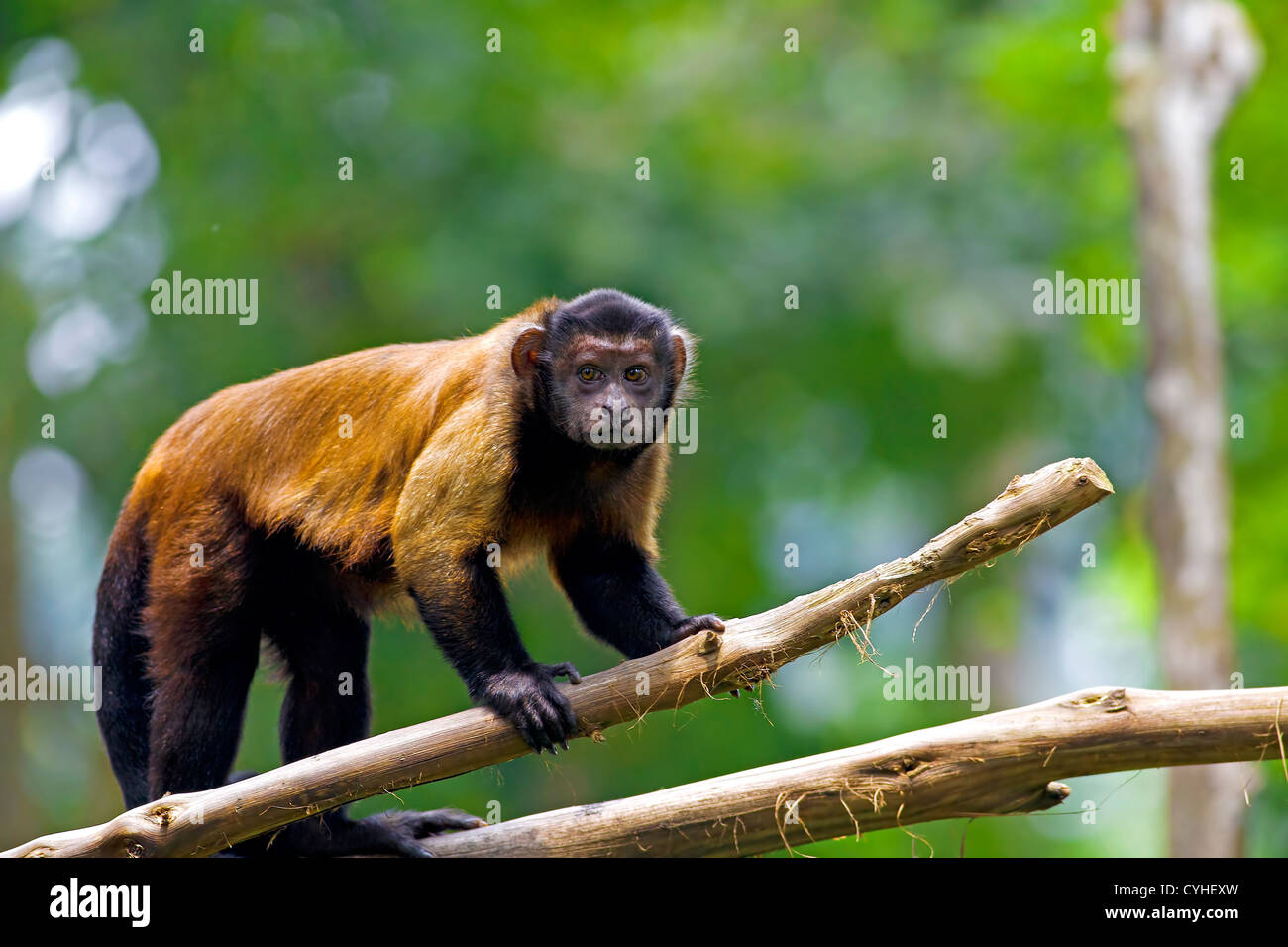 Brown Capuchin Monkey in the Brazilian forest Stock Photo - Alamy