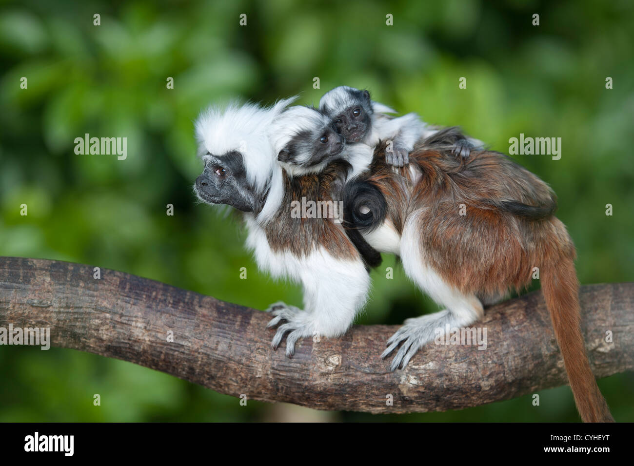 cotton-top tamarin (Saguinus oedipus) adult with twin young gripping on ...
