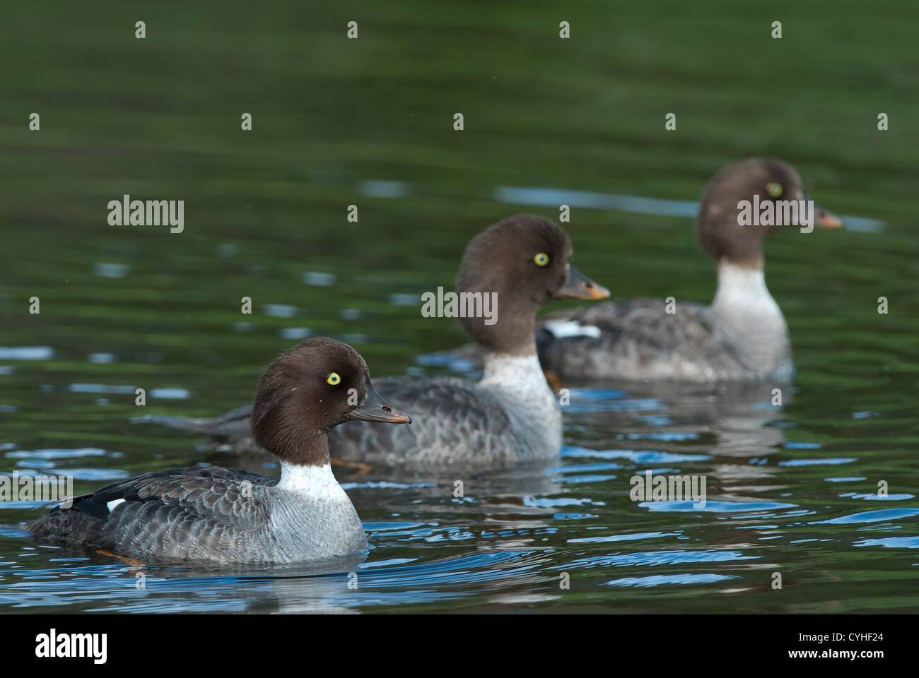 Common Goldeneye hens swim in formation, Yellowstone National Park ...