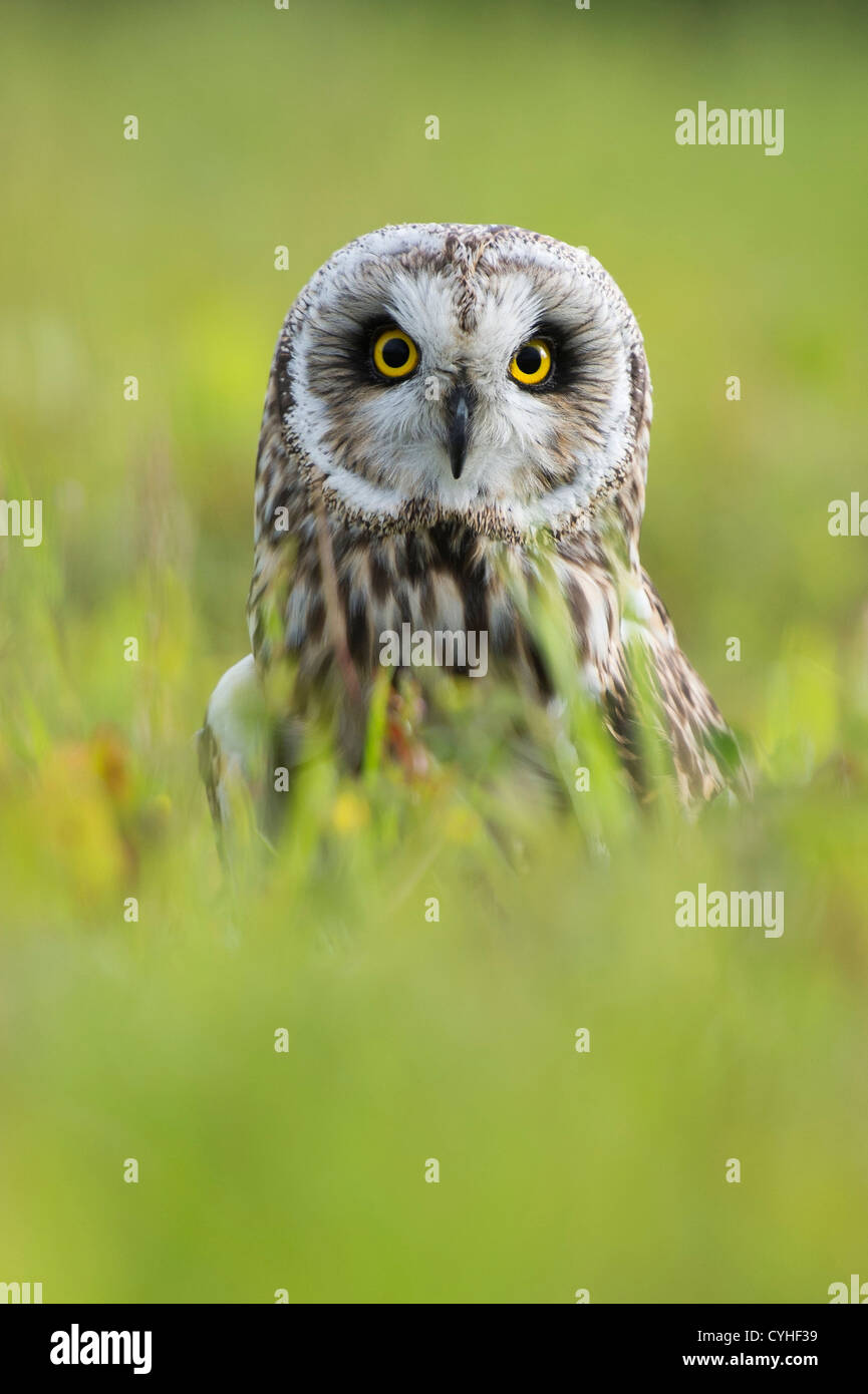 Owl with yellow eyes hi-res stock photography and images - Alamy