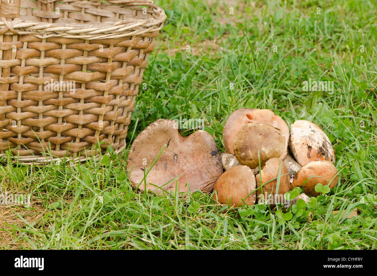 Red capped scaber stalk hi-res stock photography and images - Alamy