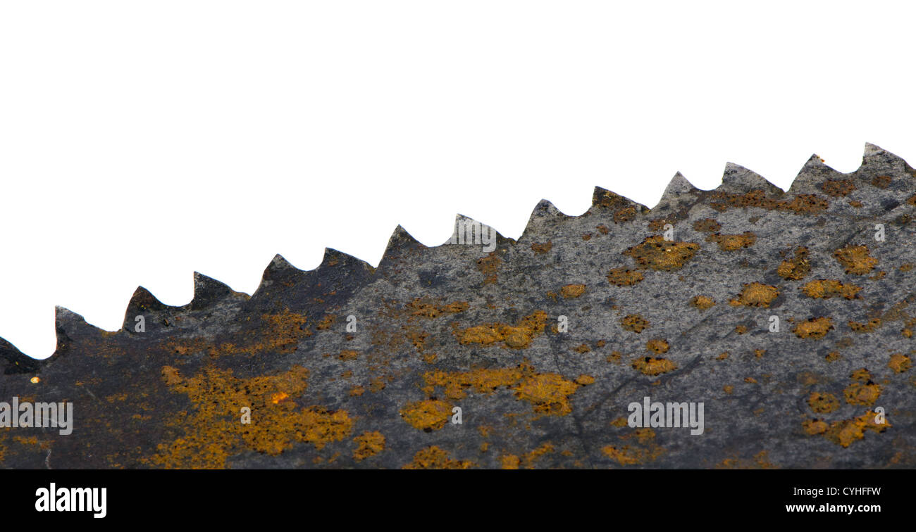Macro view of rusty hand saw blade isolated on white background Stock ...