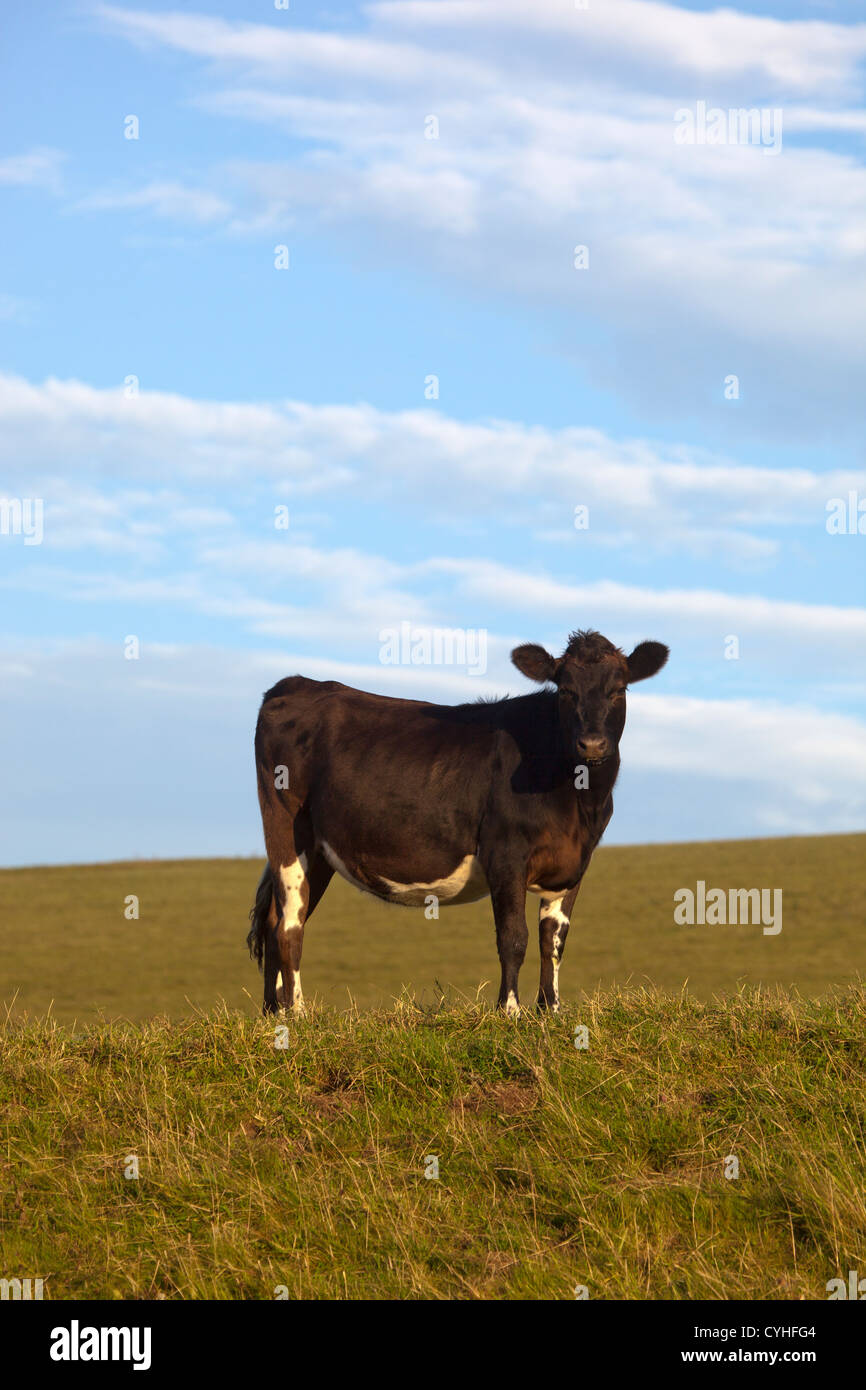 Cow in Field Stock Photo - Alamy
