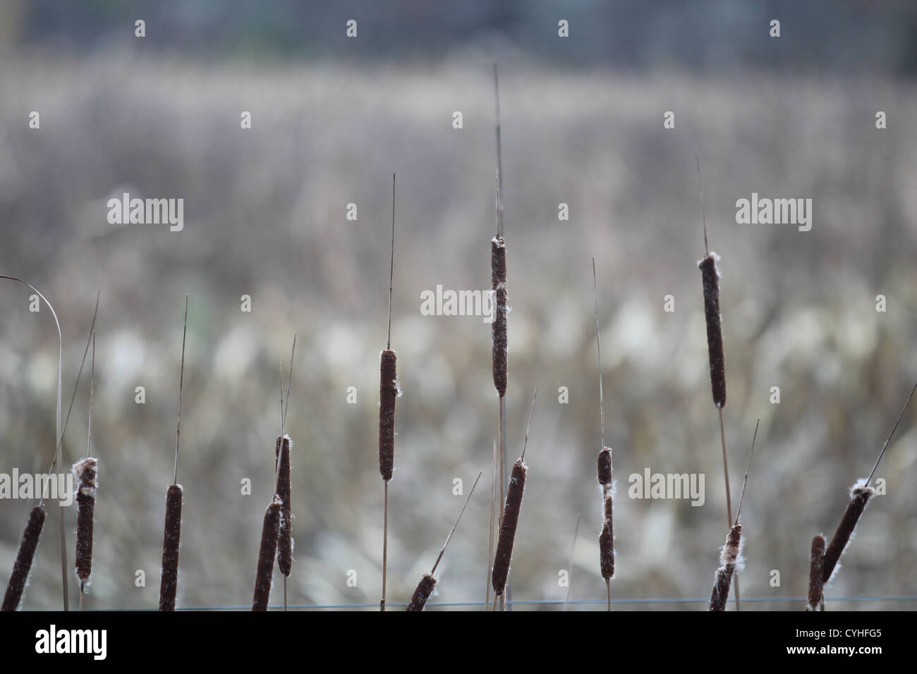 Cattails in Fall, blurred background Stock Photo - Alamy