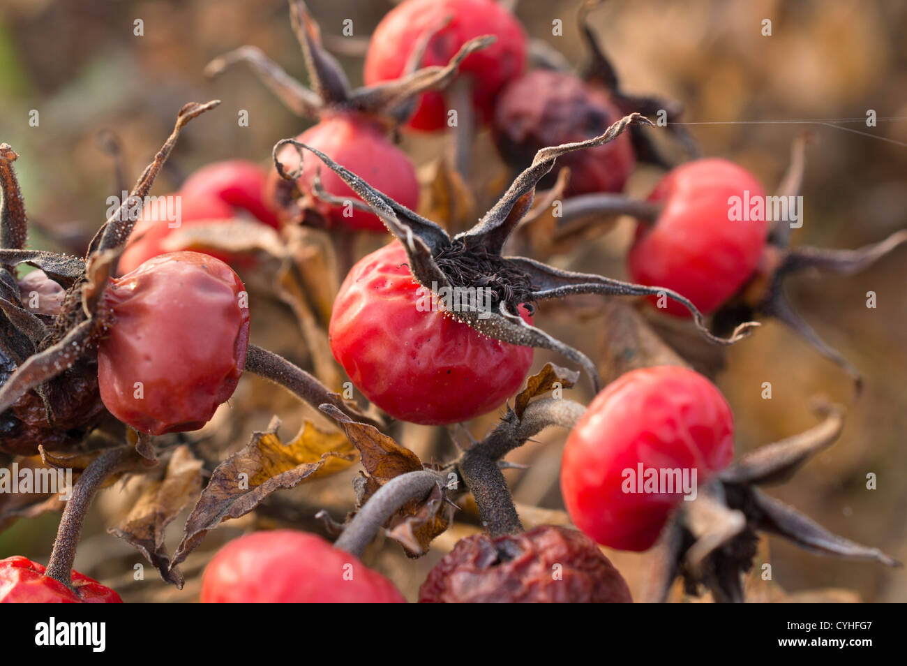 Japanese rose hi-res stock photography and images - Alamy