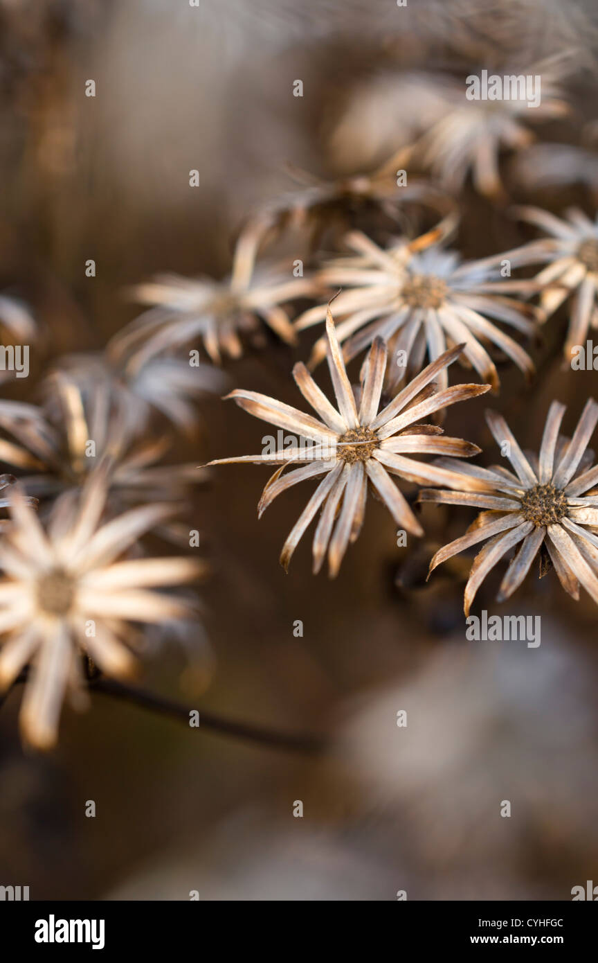White wood aster (Aster divaricatus Stock Photo - Alamy