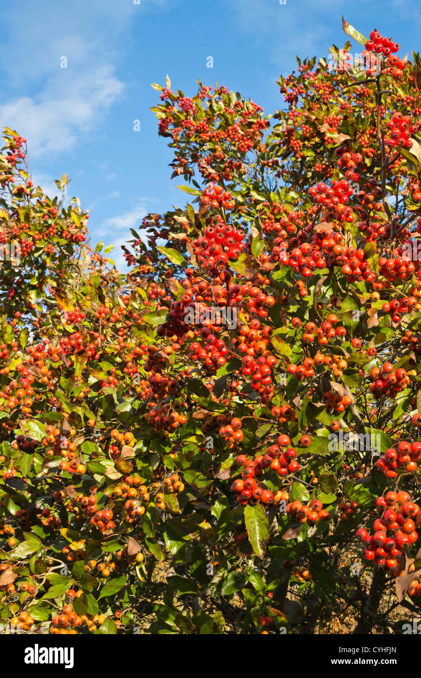 Cockspur hawthorn (Crataegus crus-galli Stock Photo - Alamy