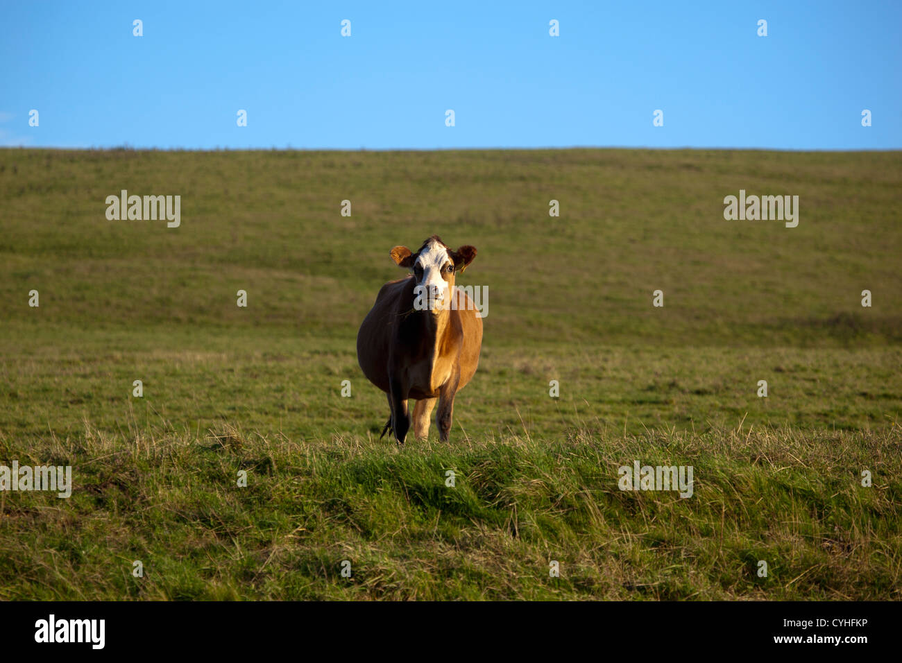 Cow in field hi-res stock photography and images - Alamy