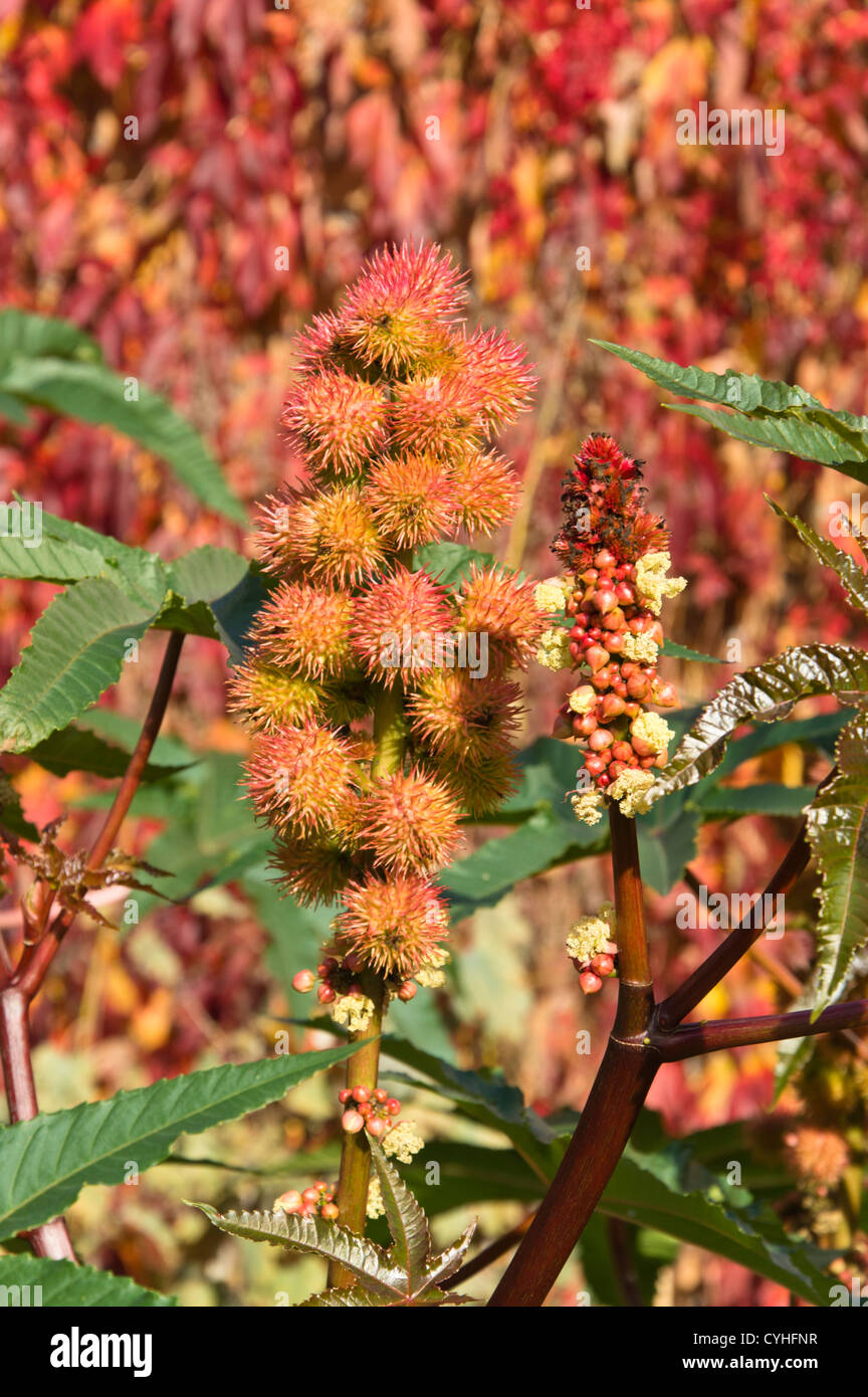 Castor oil plant (Ricinus communis Stock Photo - Alamy