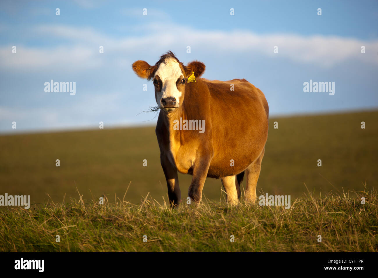 Cow in field hi-res stock photography and images - Alamy